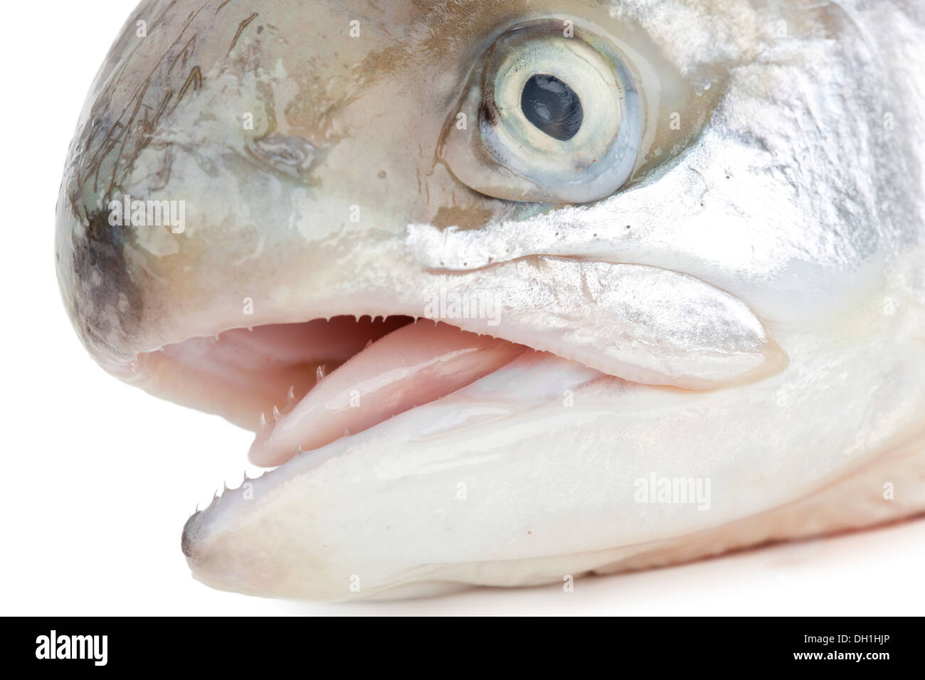 Trout head hi-res stock photography and images - Alamy