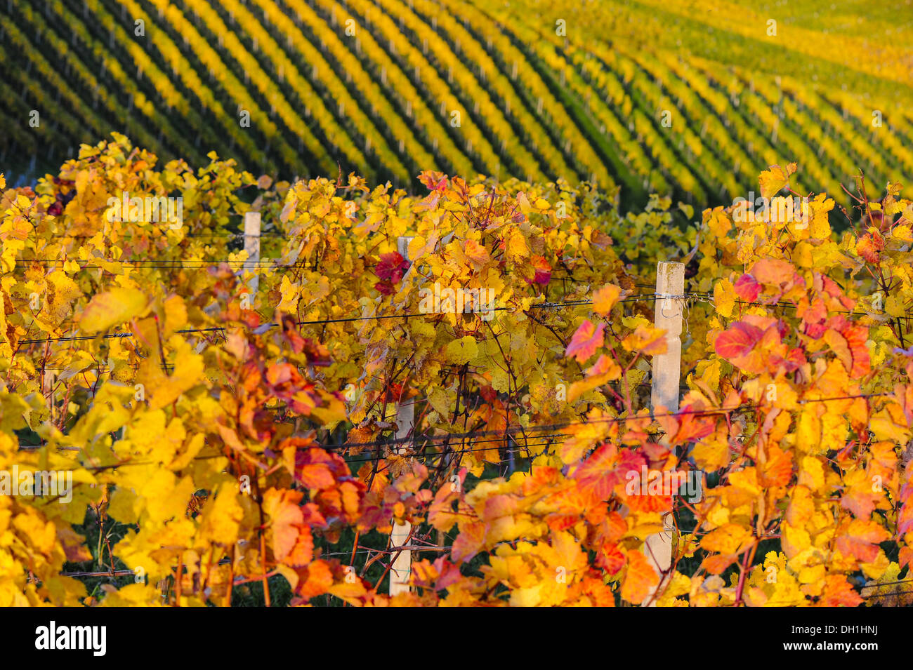 Suedsteirische Weinstrasse, Southern Styria wine route in autumn ...