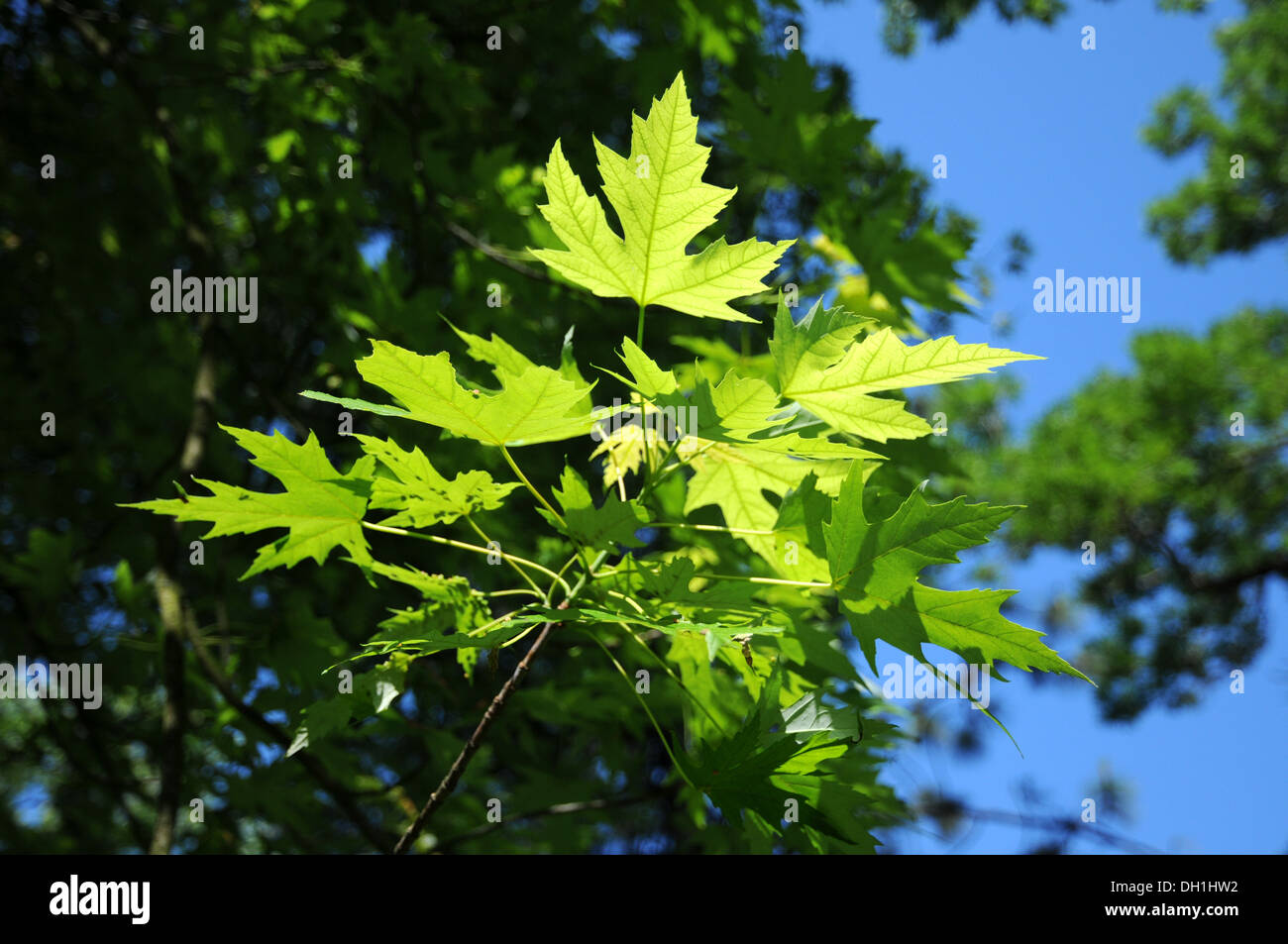 Silver maple hi-res stock photography and images - Alamy