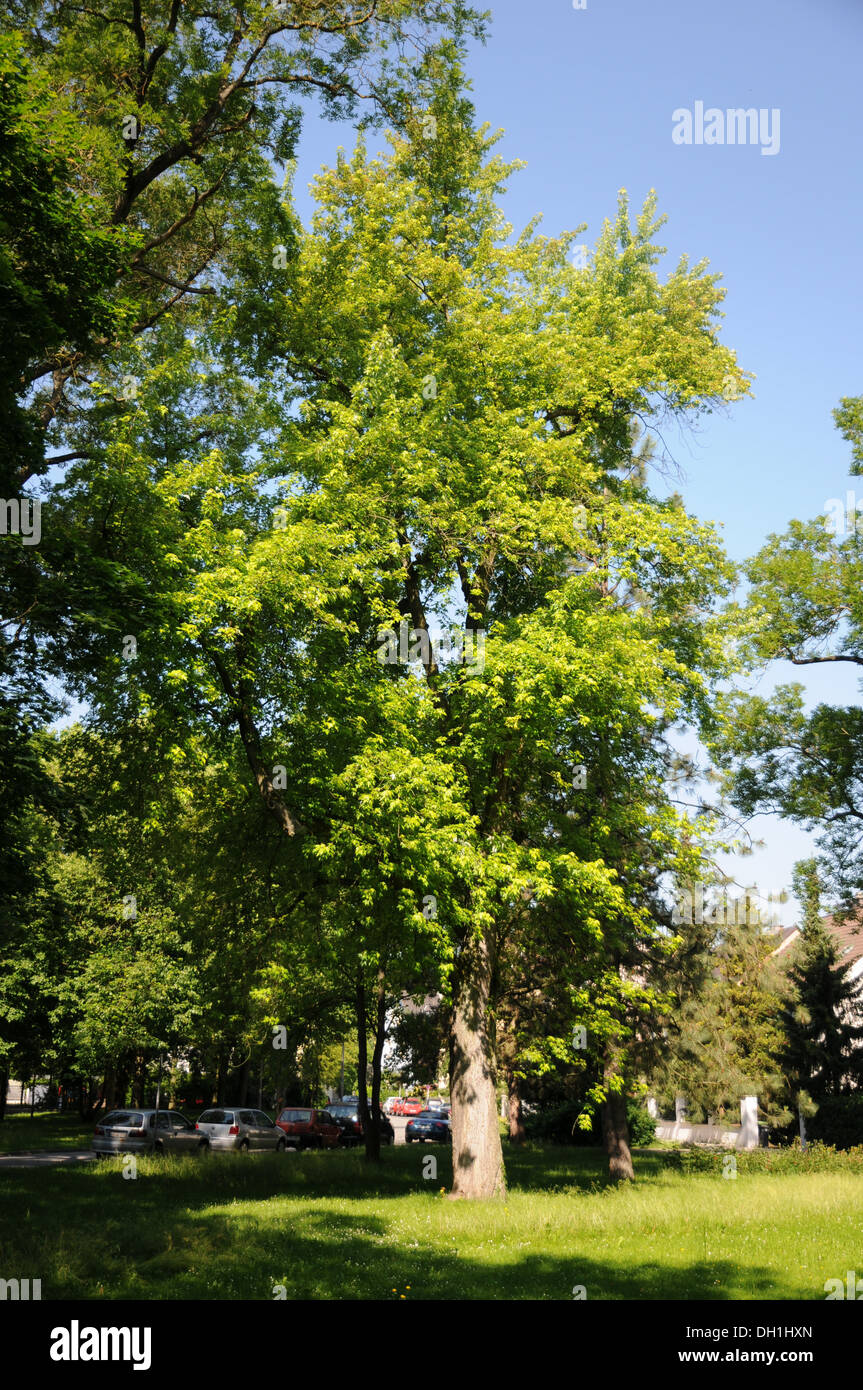 Silver maple hi-res stock photography and images - Alamy