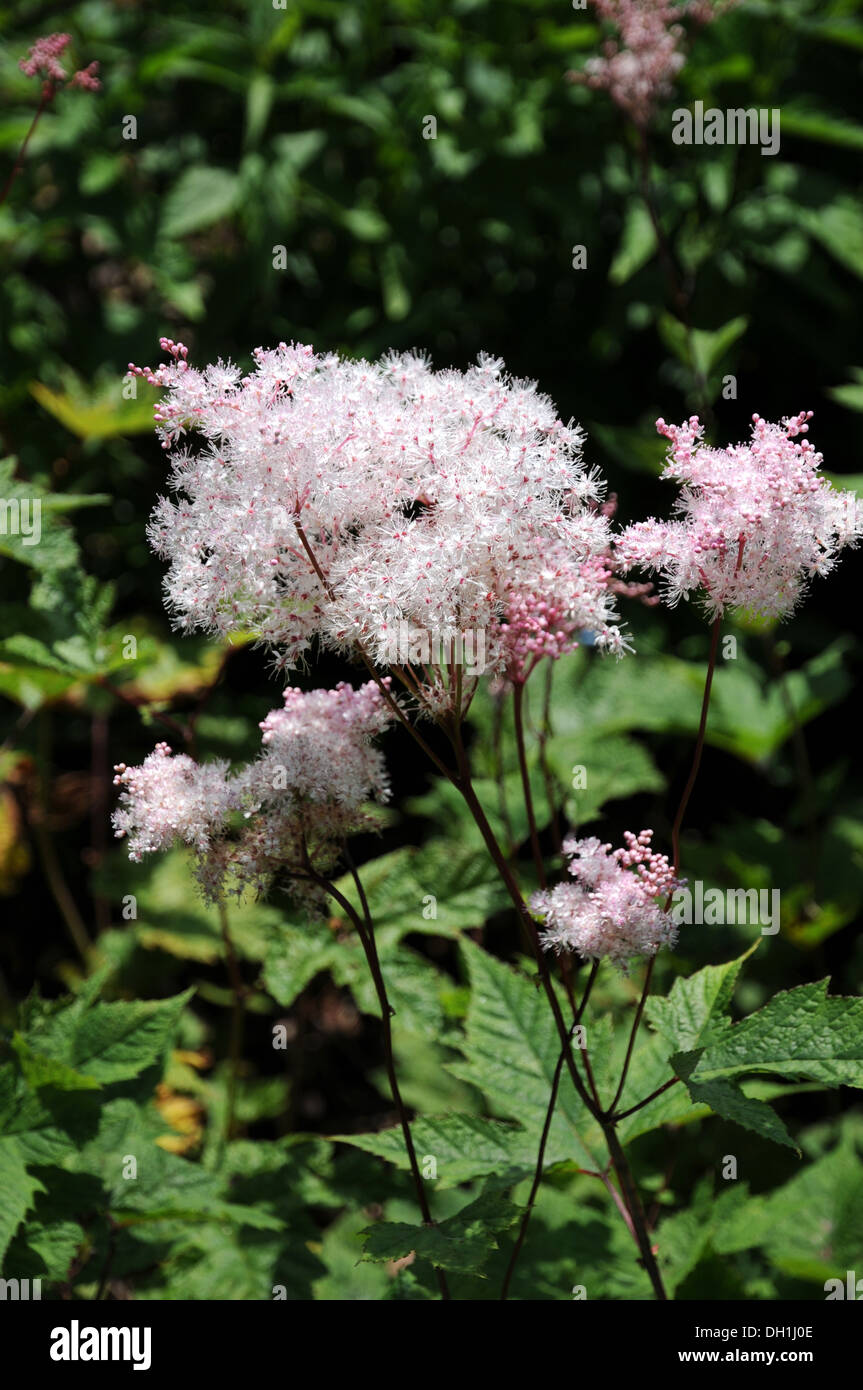 Japanese dropwort hi-res stock photography and images - Alamy