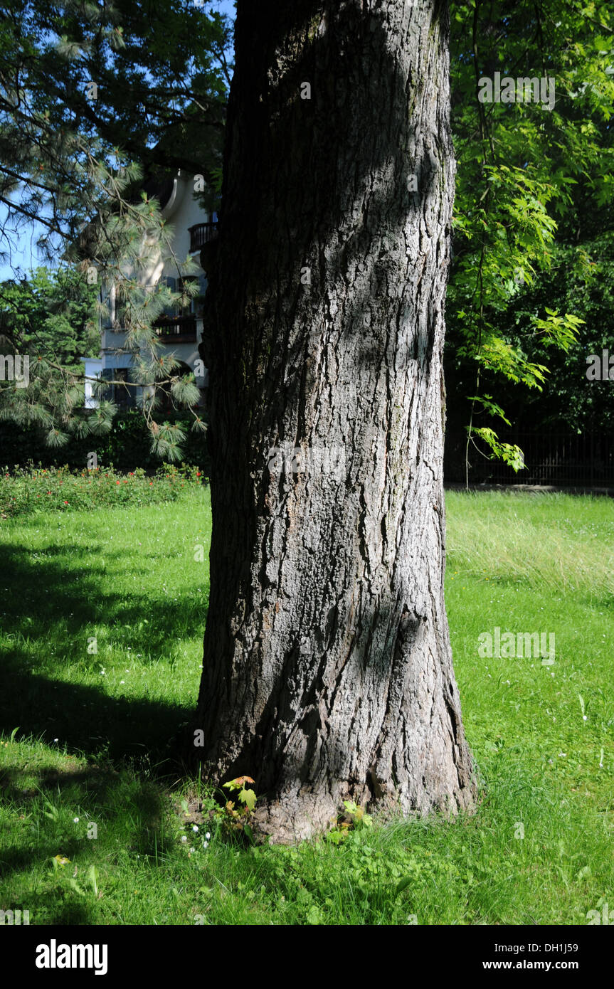 Silver maple bark acer saccharinum hi-res stock photography and images ...