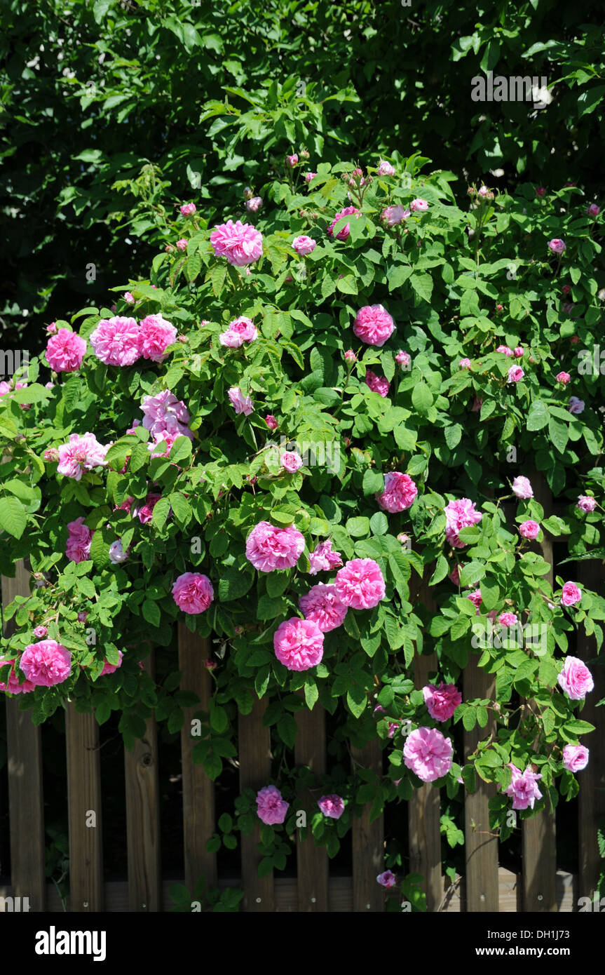 Rose of castille hi-res stock photography and images - Alamy