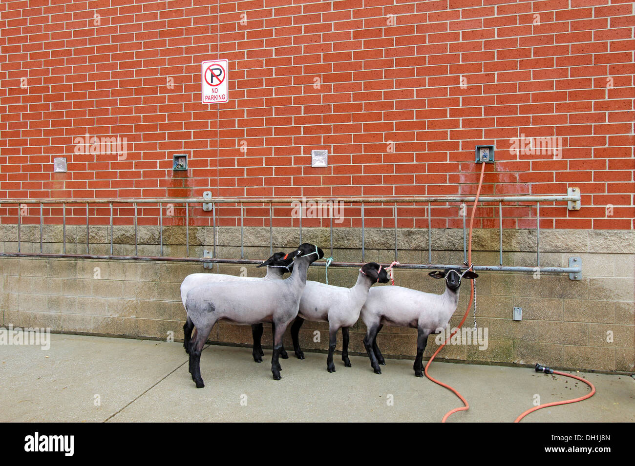 Indiana state fair hi-res stock photography and images - Alamy
