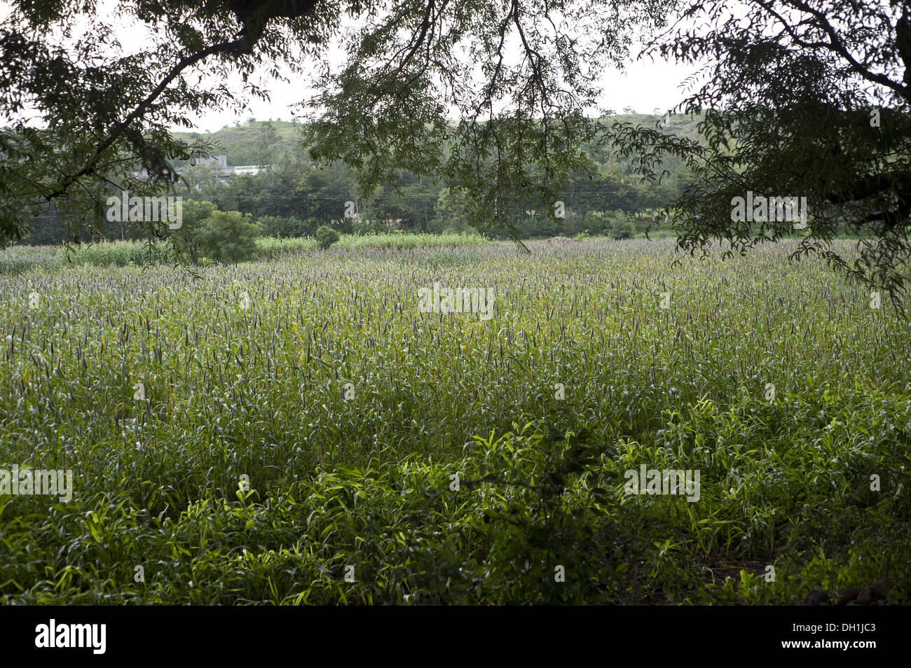 Fields in Ralegan Siddhi village of Anna Hazare , Parner taluka ...