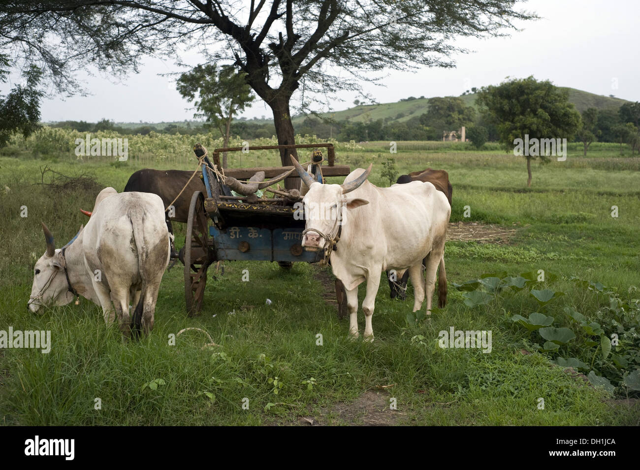 Bullock cart in Ralegan Siddhi village of Anna Hazare , Parner taluka ...