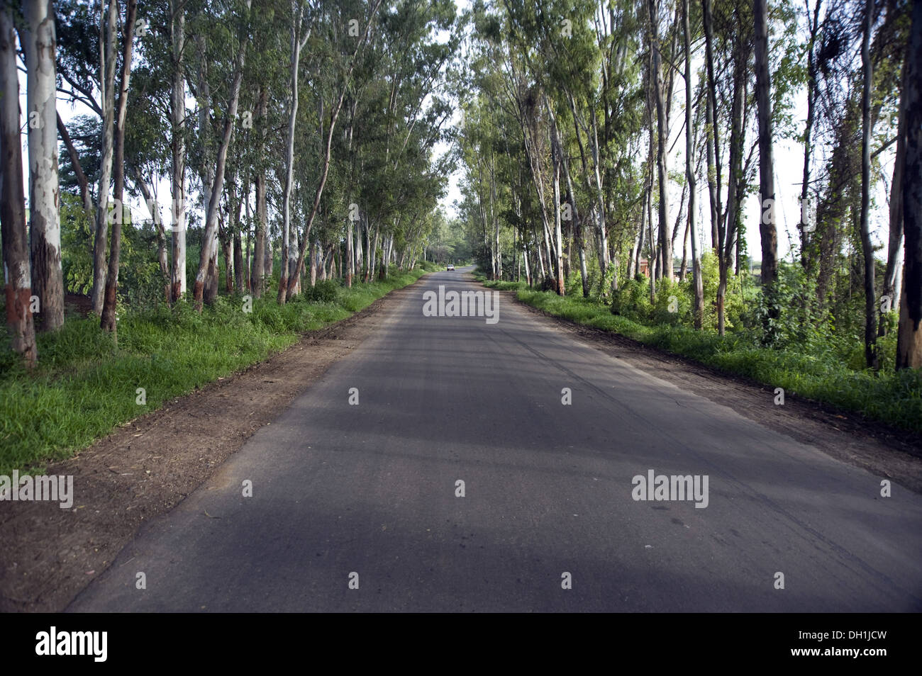 tree lined road of Ralegaon siddhi village of Anna Hazare Maharashtra ...