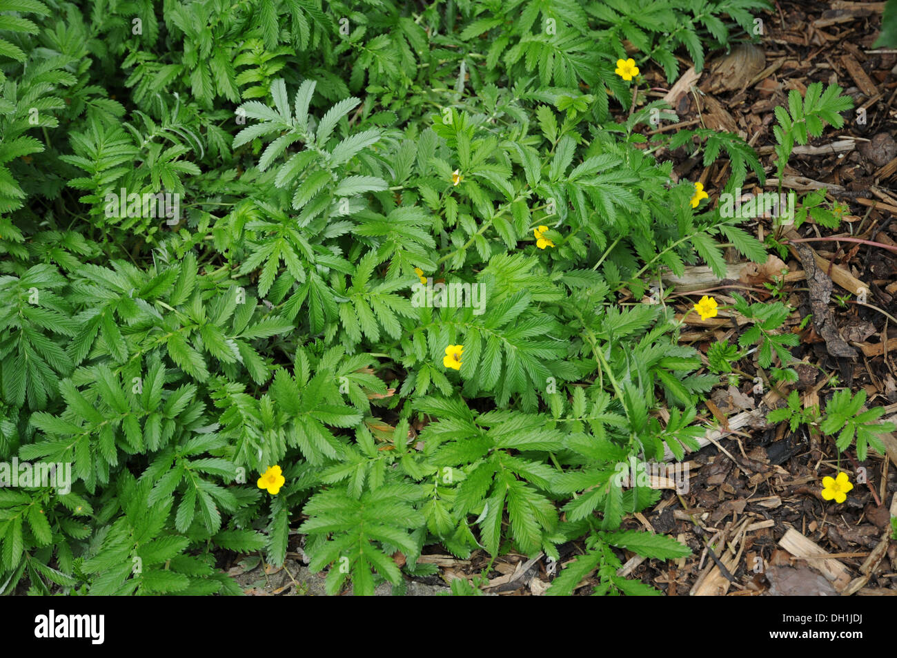 Silverweed flowers hi-res stock photography and images - Alamy