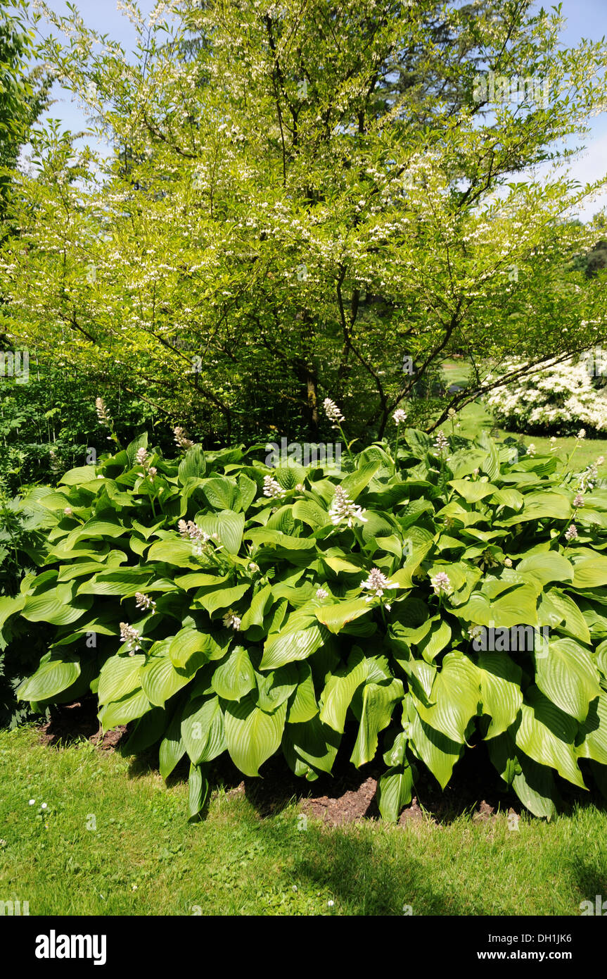 Blue hosta hi-res stock photography and images - Alamy