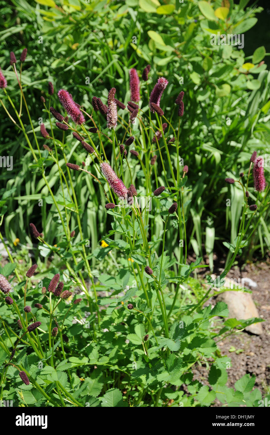 Japanischer wiesenknopf hi-res stock photography and images - Alamy