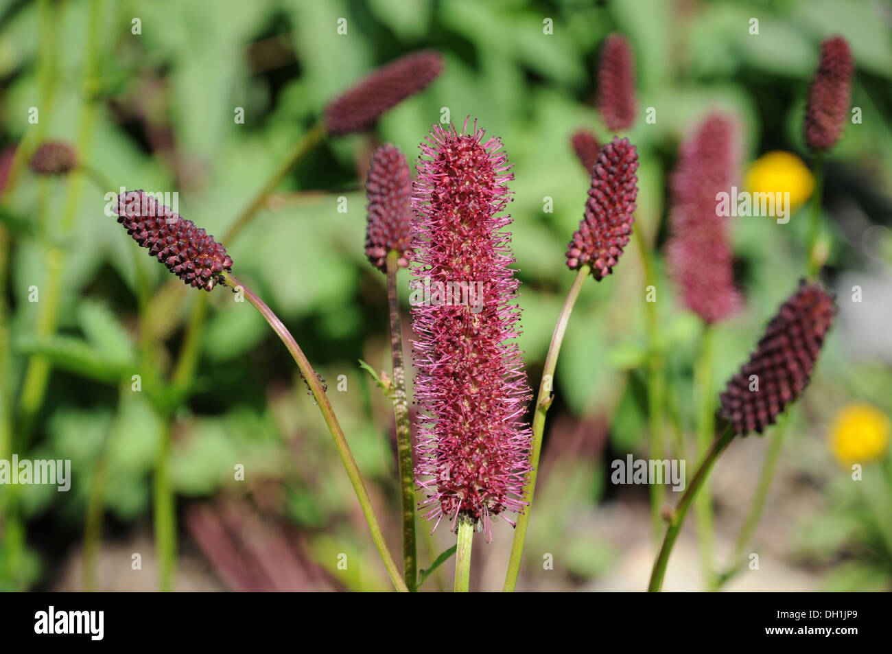 Japanischer wiesenknopf hi-res stock photography and images - Alamy