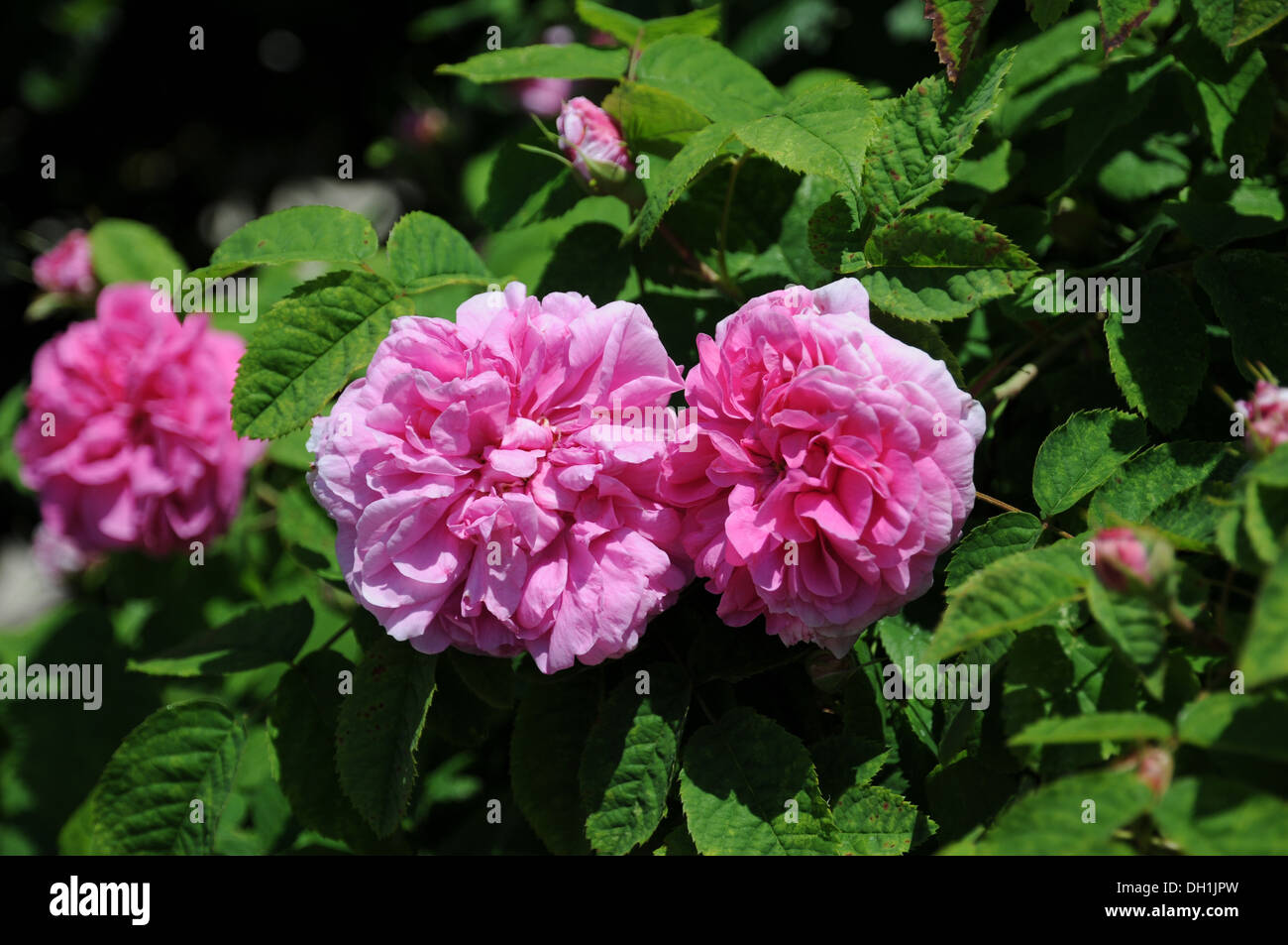 Rose of castille hi-res stock photography and images - Alamy