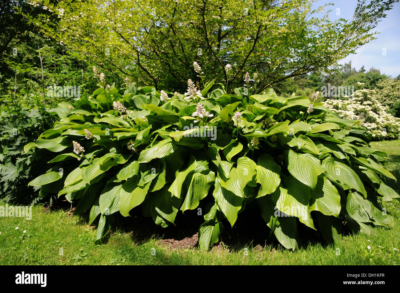 Corfu Lily High Resolution Stock Photography and Images - Alamy