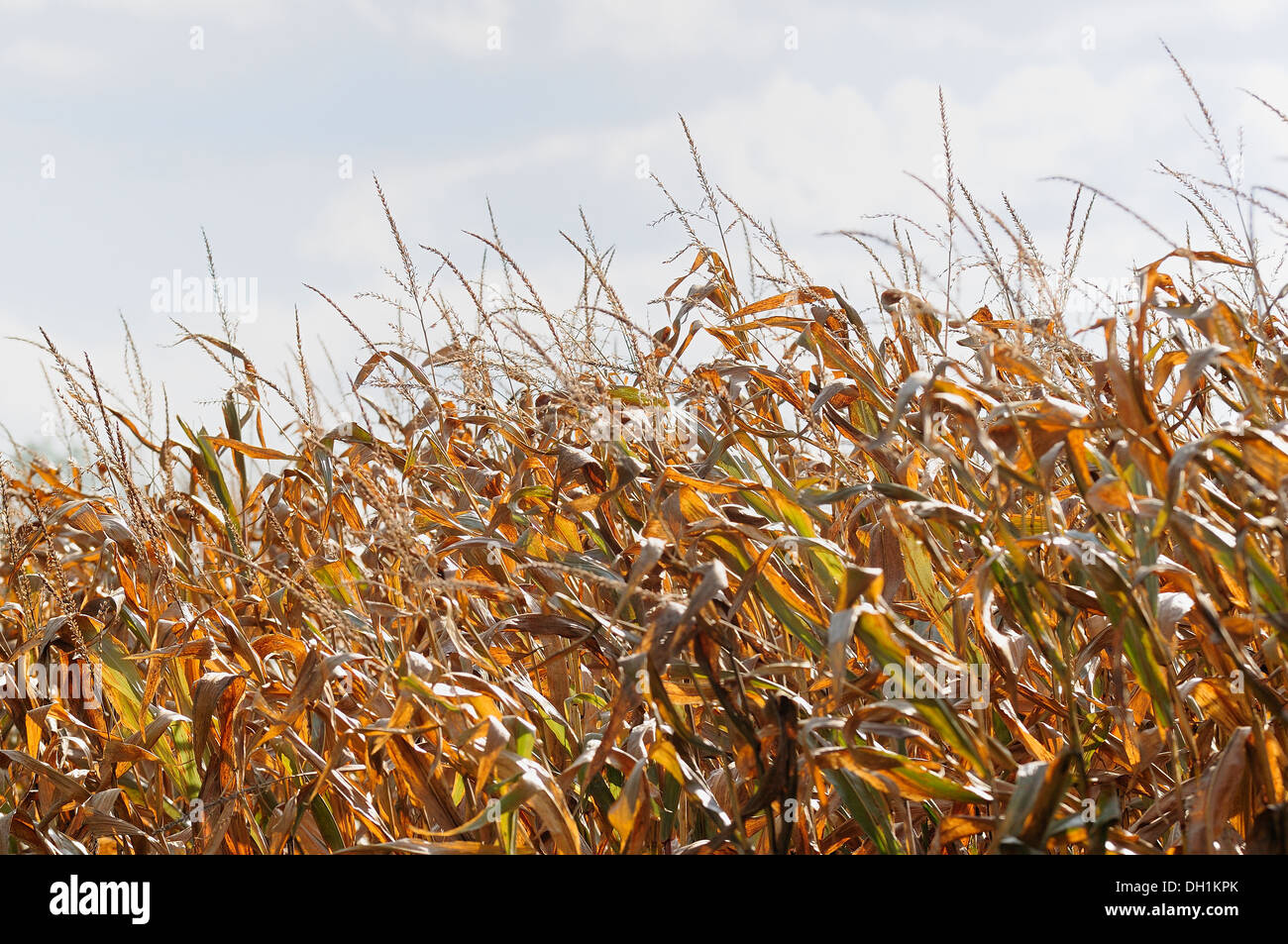 Autumn feed corn Stock Photo - Alamy