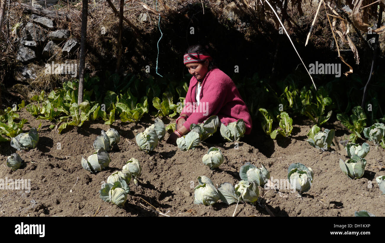 Nepal Malemchigaun Sherpa village, Langtang. Krishna Maya Basnet in her ...