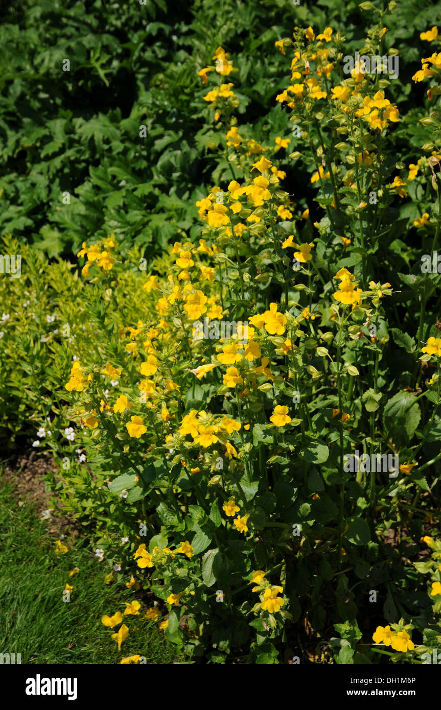 Monkeyflowers hi-res stock photography and images - Alamy
