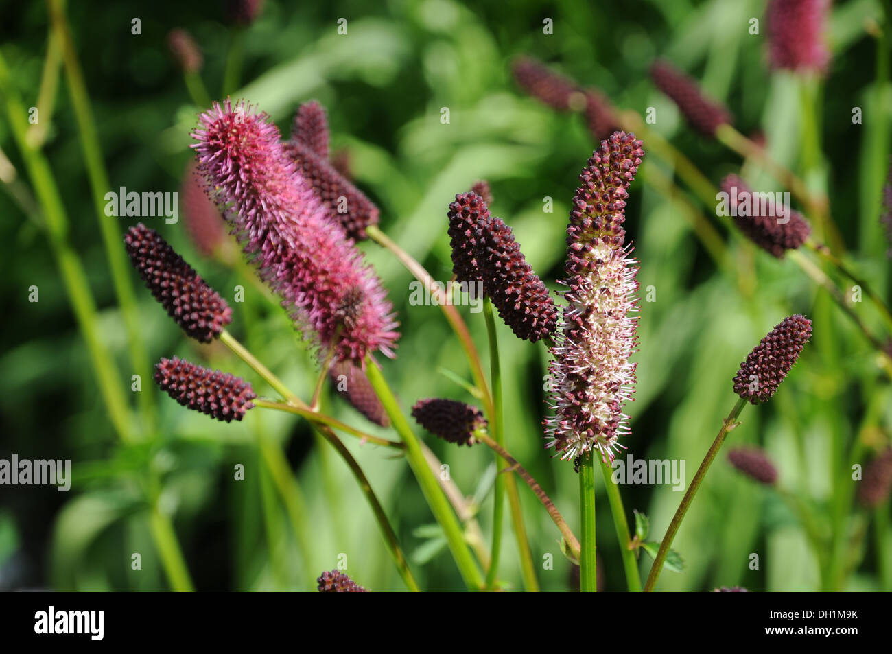 Japanischer wiesenknopf hi-res stock photography and images - Alamy