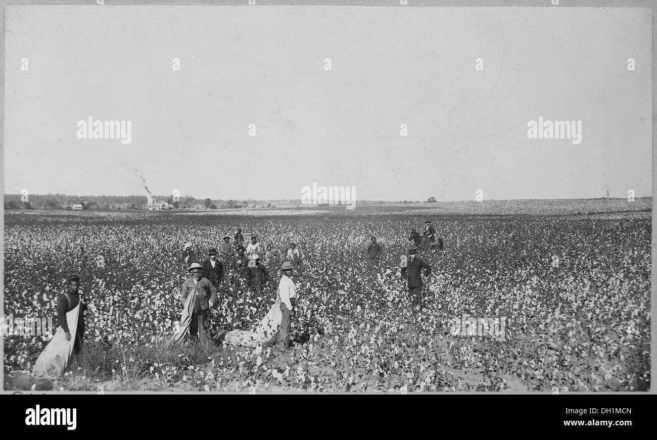 African american cotton field hi-res stock photography and images - Alamy