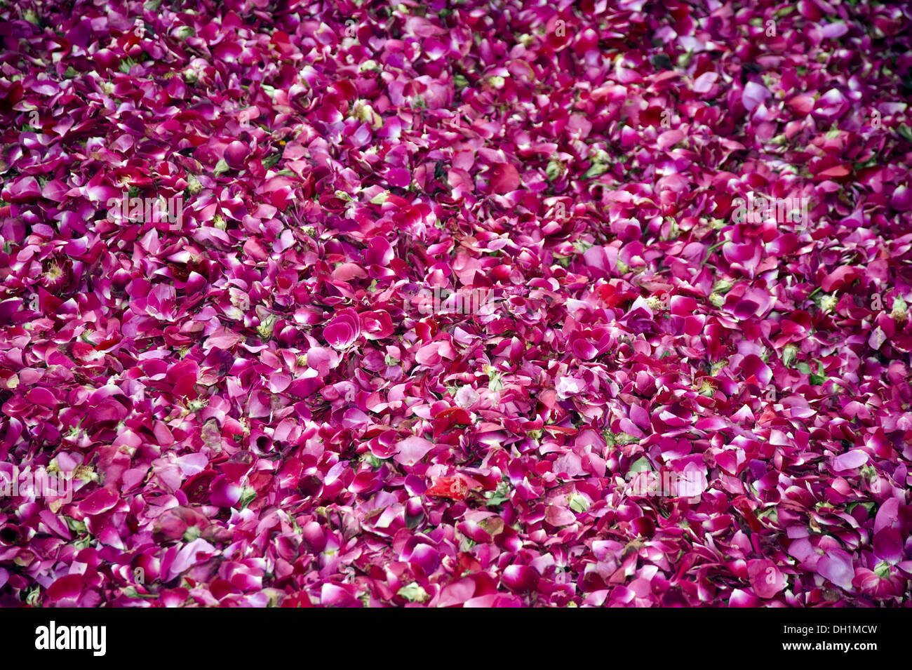 rose flower petals abstract background doublespread Stock Photo - Alamy