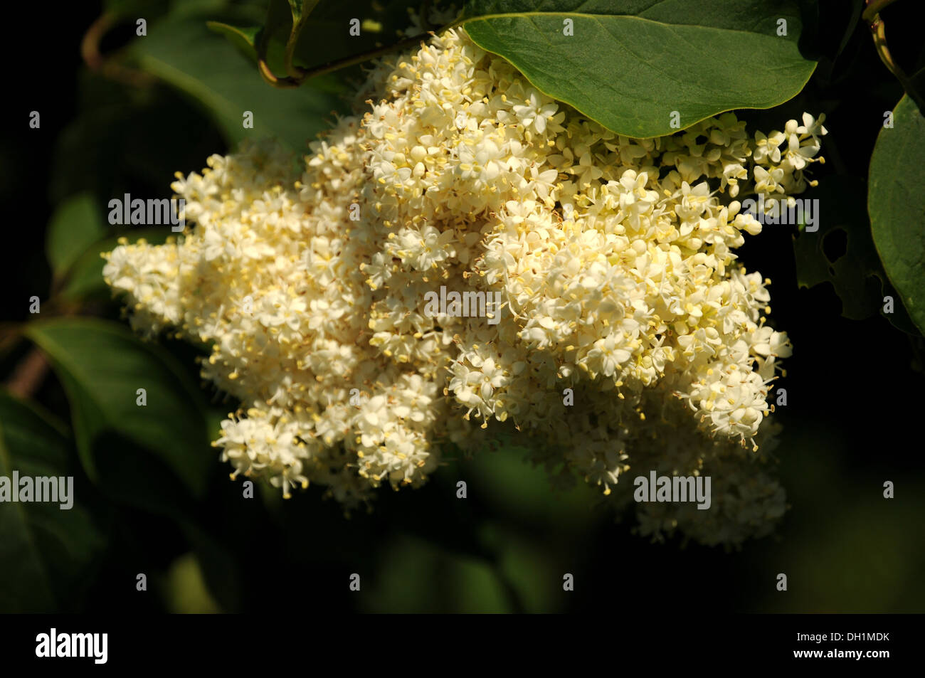 Syringa Pekinensis High Resolution Stock Photography and Images - Alamy