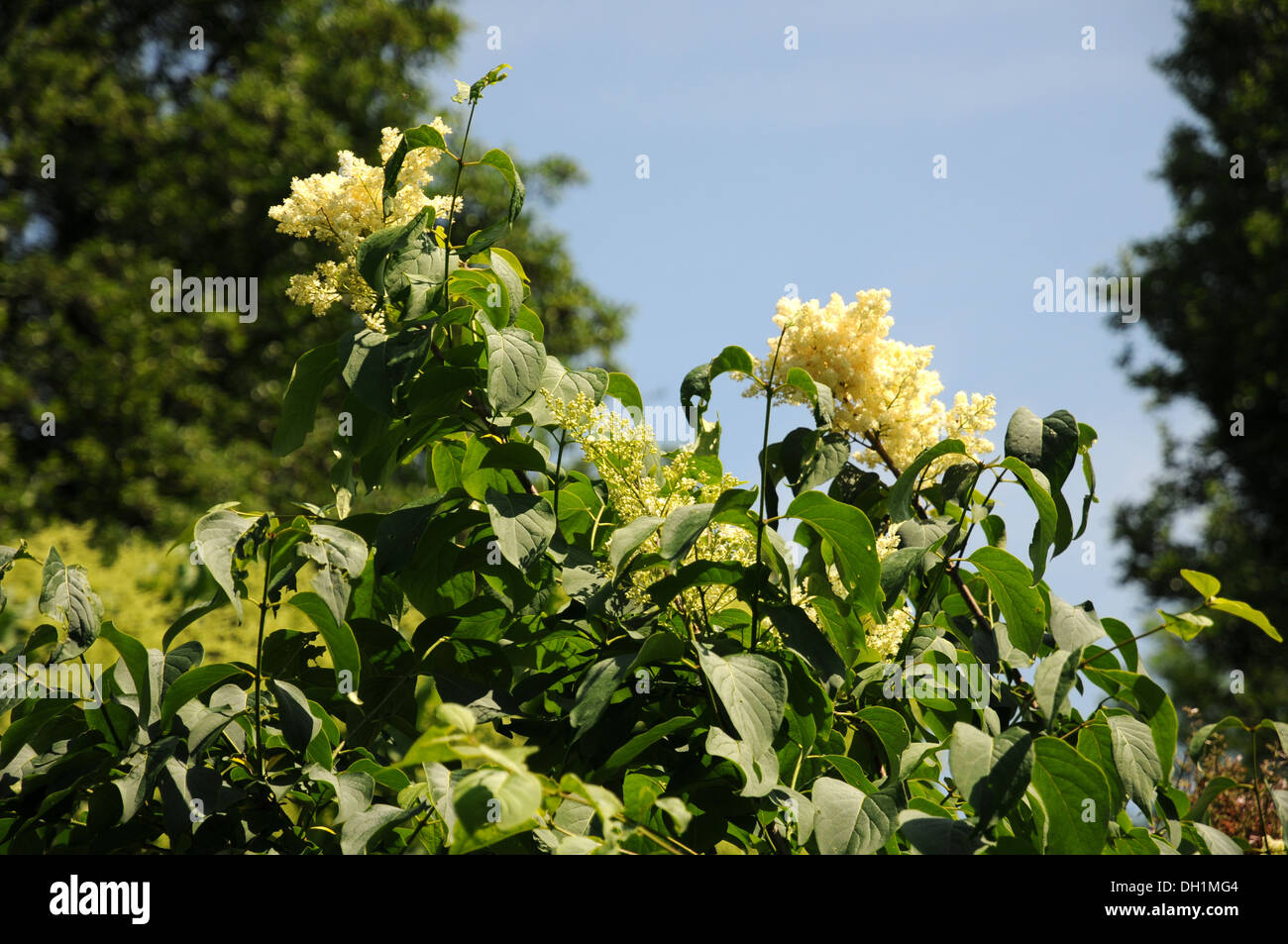 Lilacs tree hi-res stock photography and images - Alamy