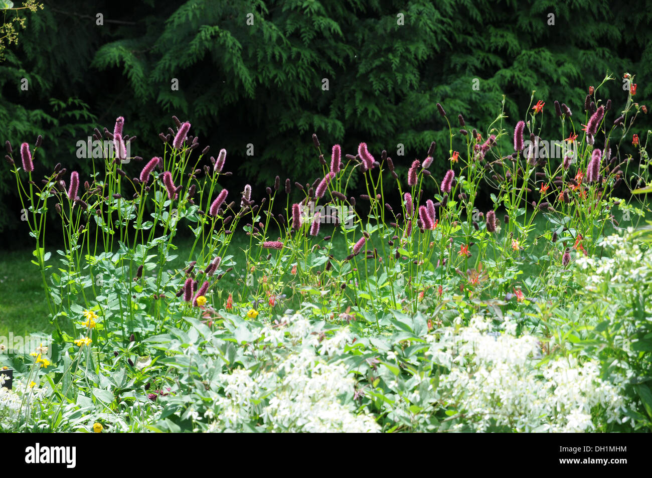 Japanischer wiesenknopf hi-res stock photography and images - Alamy