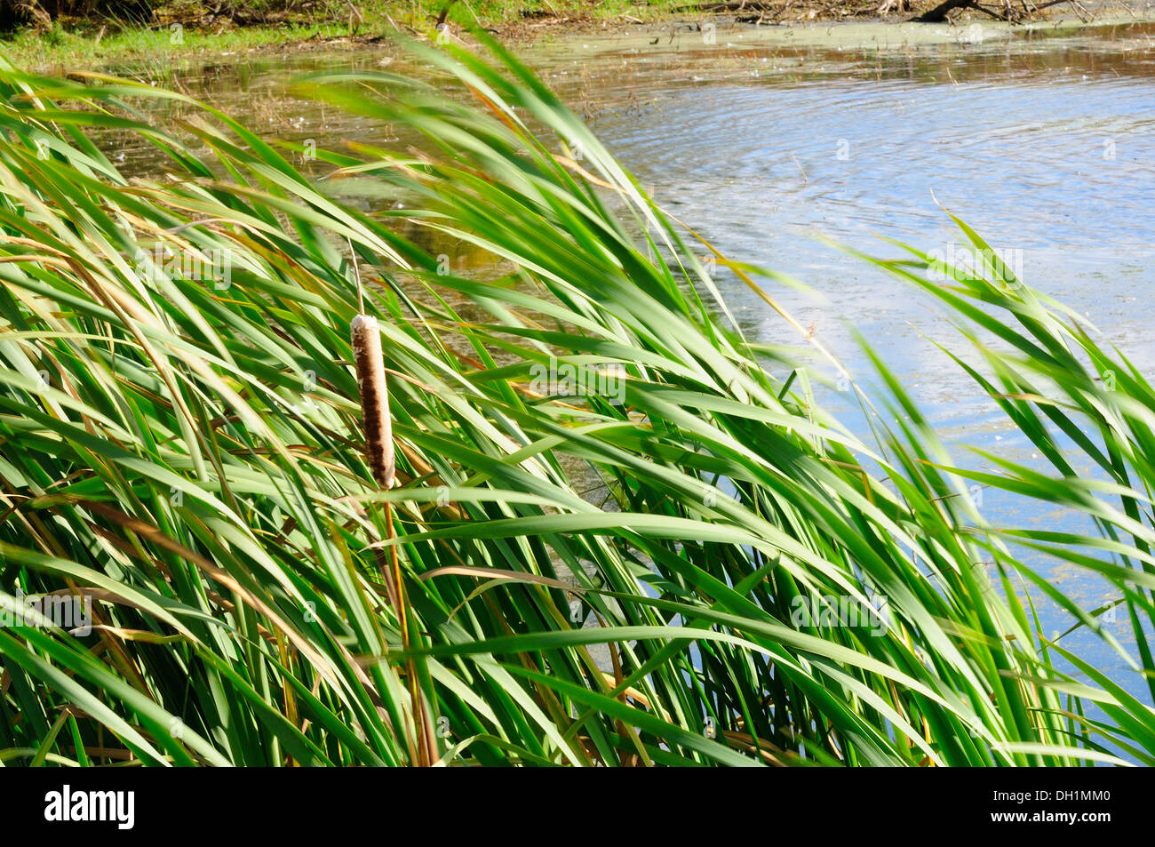 Cattails blowing in wind next to marshland habitat. (Typha Stock Photo ...