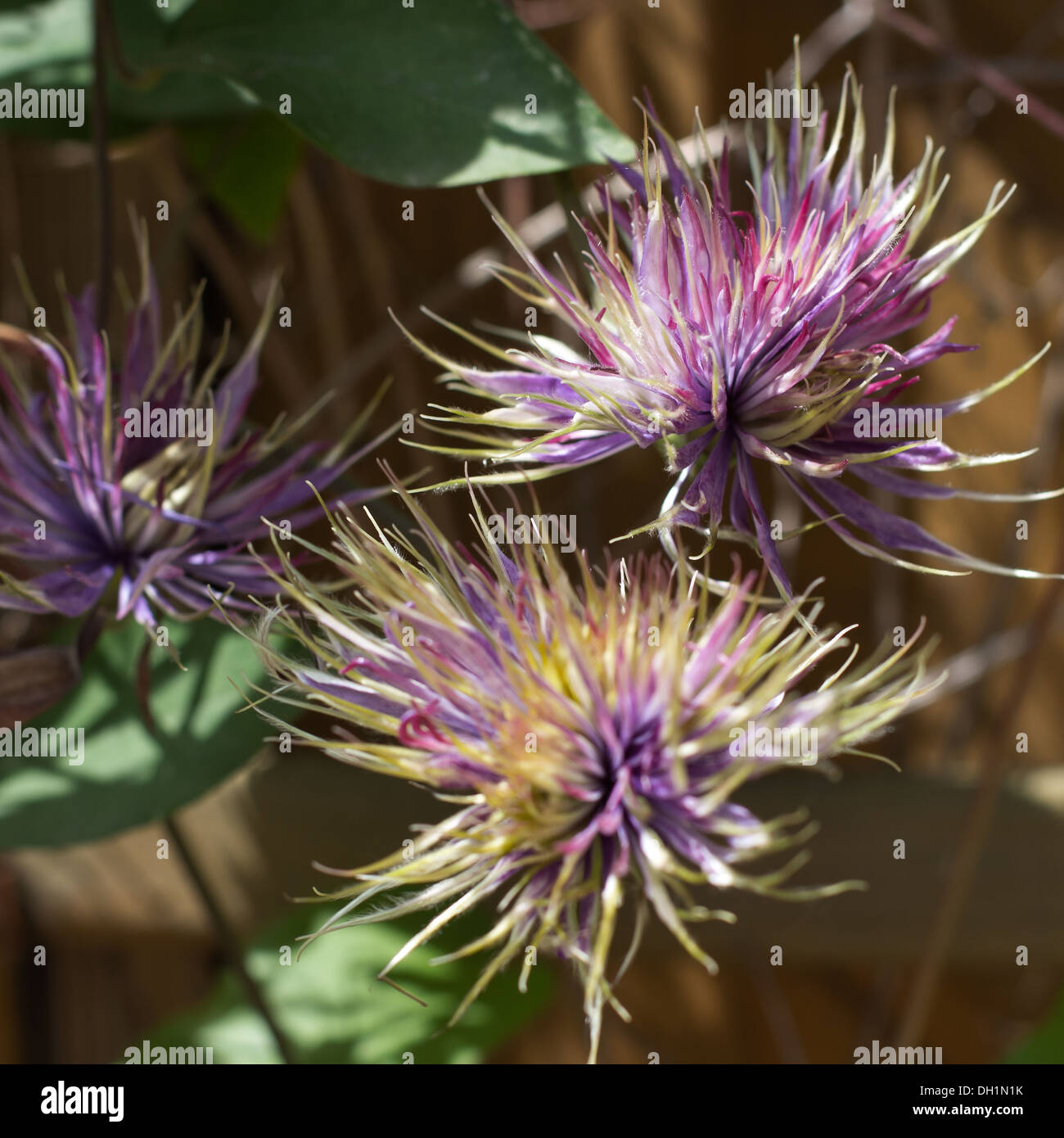 Withered clematis flowers Stock Photo - Alamy