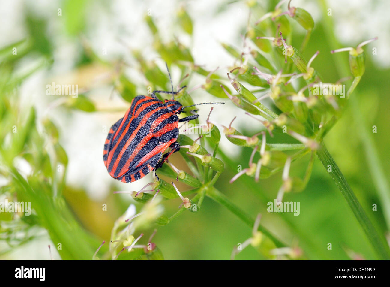 Graphosoma linaetum hi-res stock photography and images - Alamy