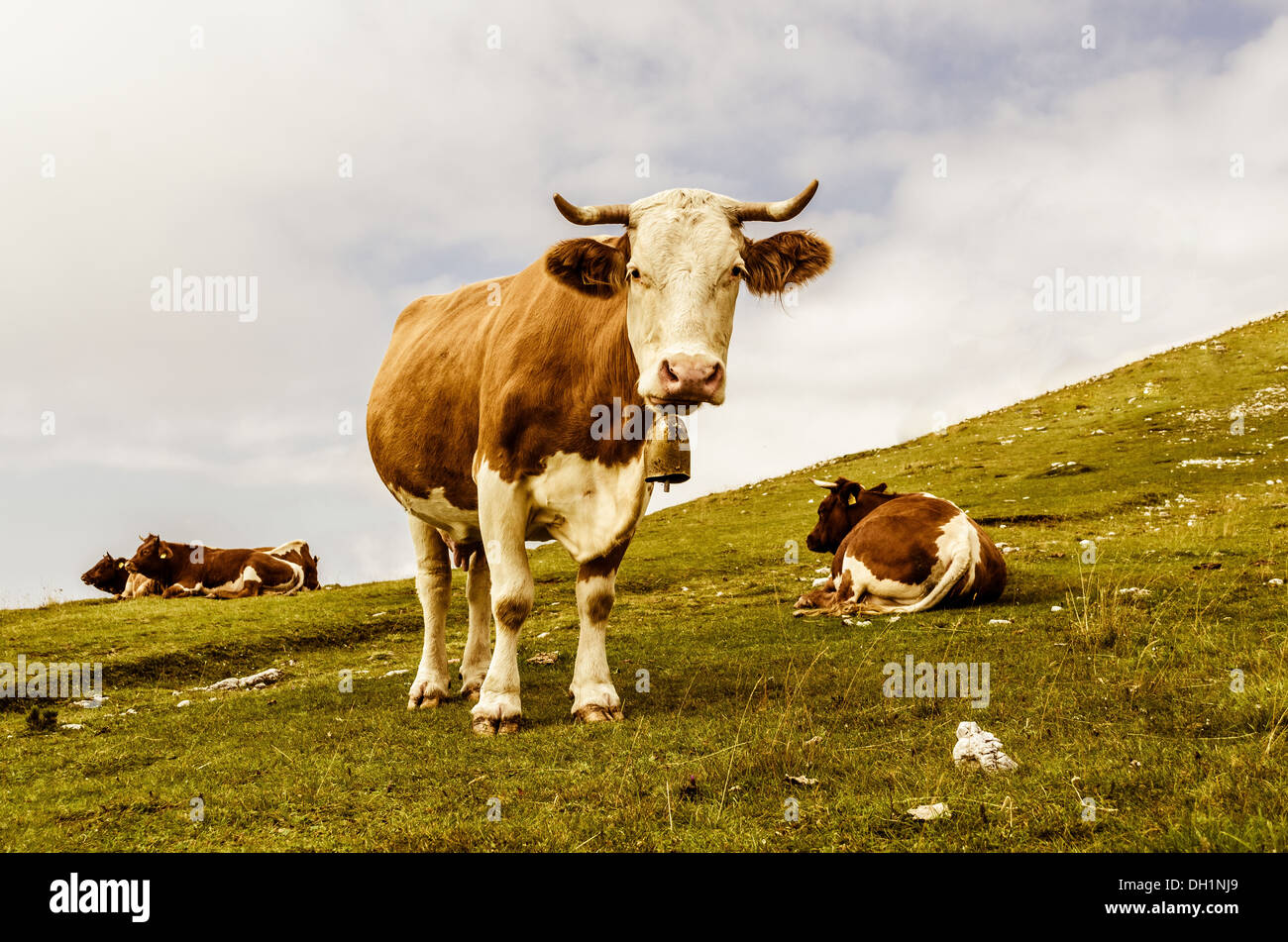 Funny cow hi-res stock photography and images - Alamy