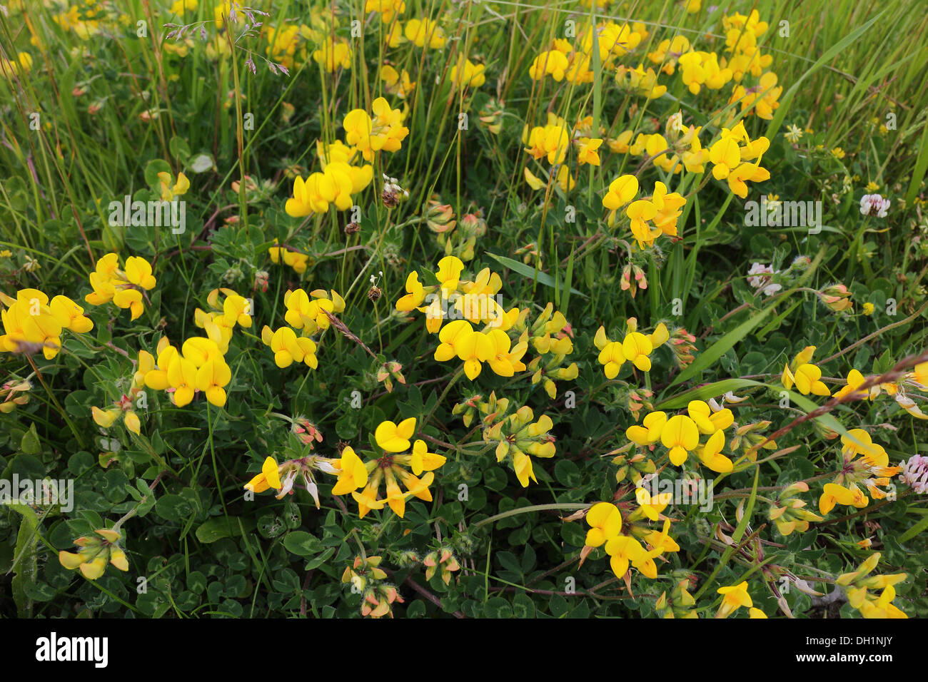 Kidney vetch on a meadow Stock Photo - Alamy