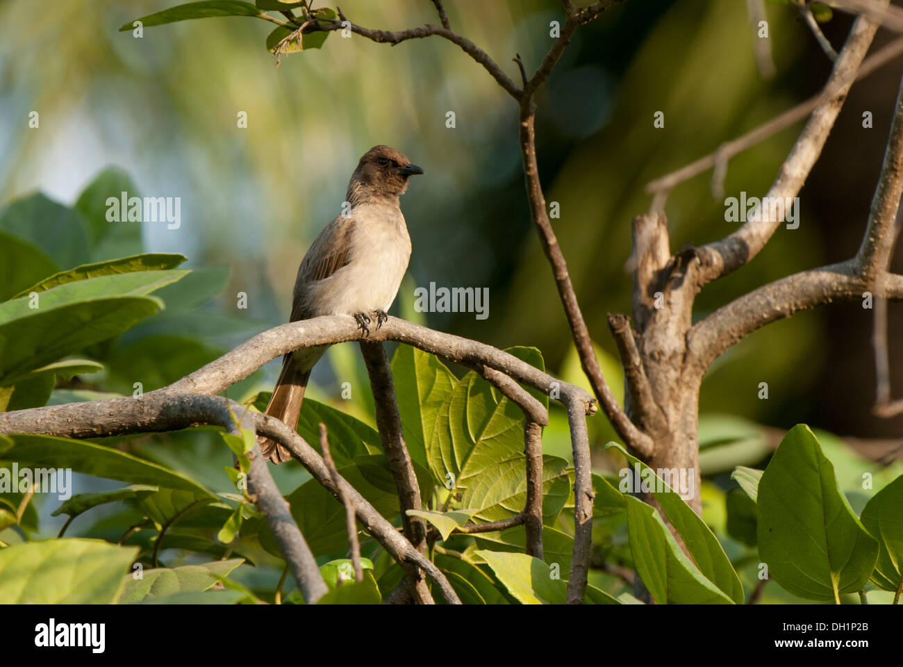 African bulbuls hi-res stock photography and images - Alamy