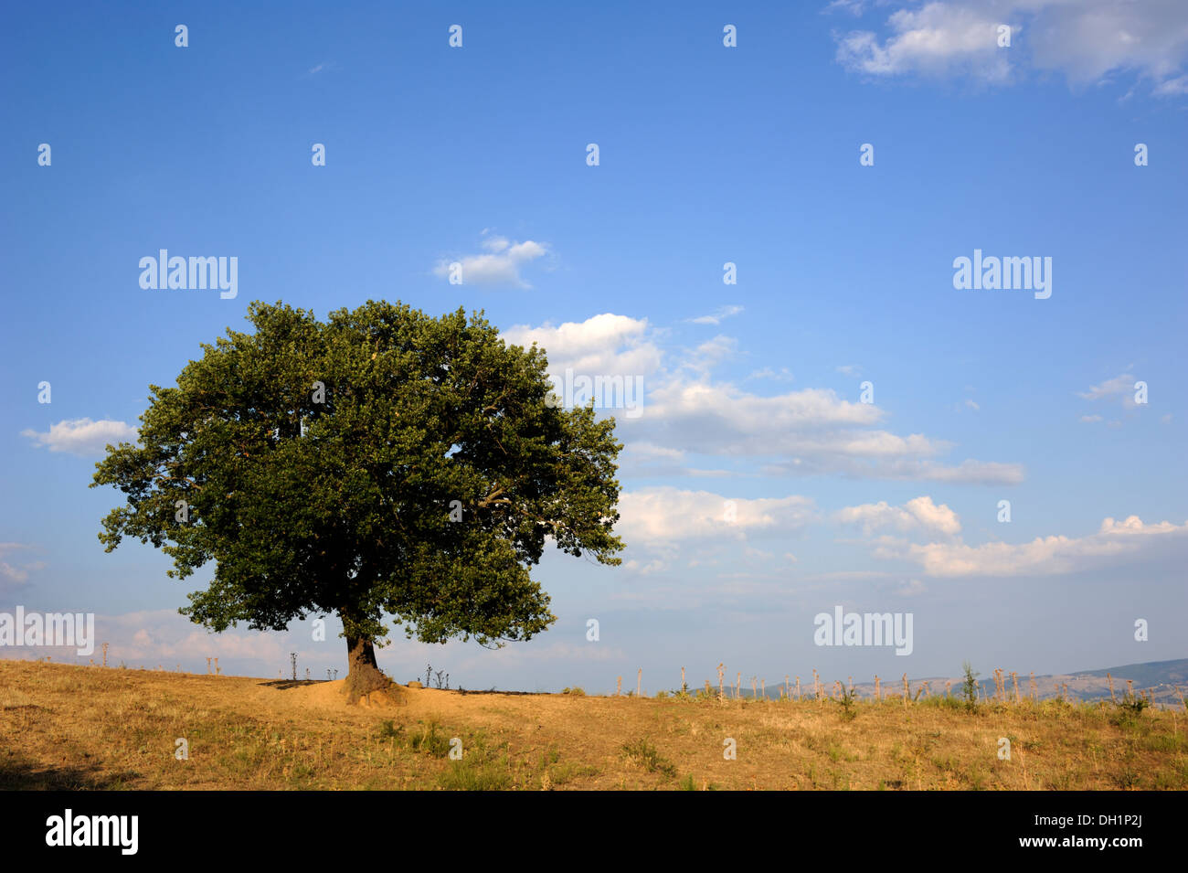 Italy, Basilicata, oak tree Stock Photo - Alamy