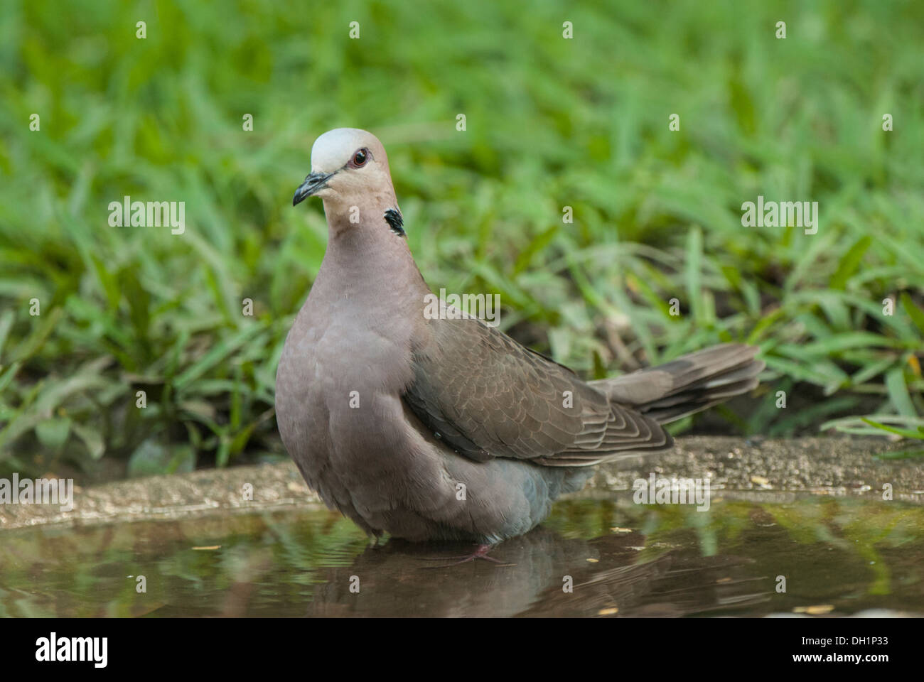 Red eyed dove hi-res stock photography and images - Alamy