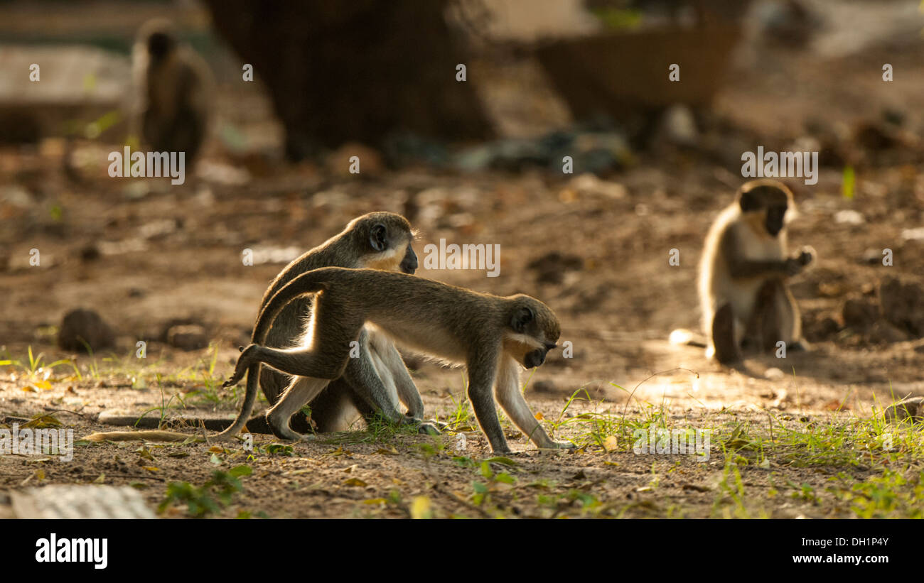 Green vervet monkey hi-res stock photography and images - Alamy