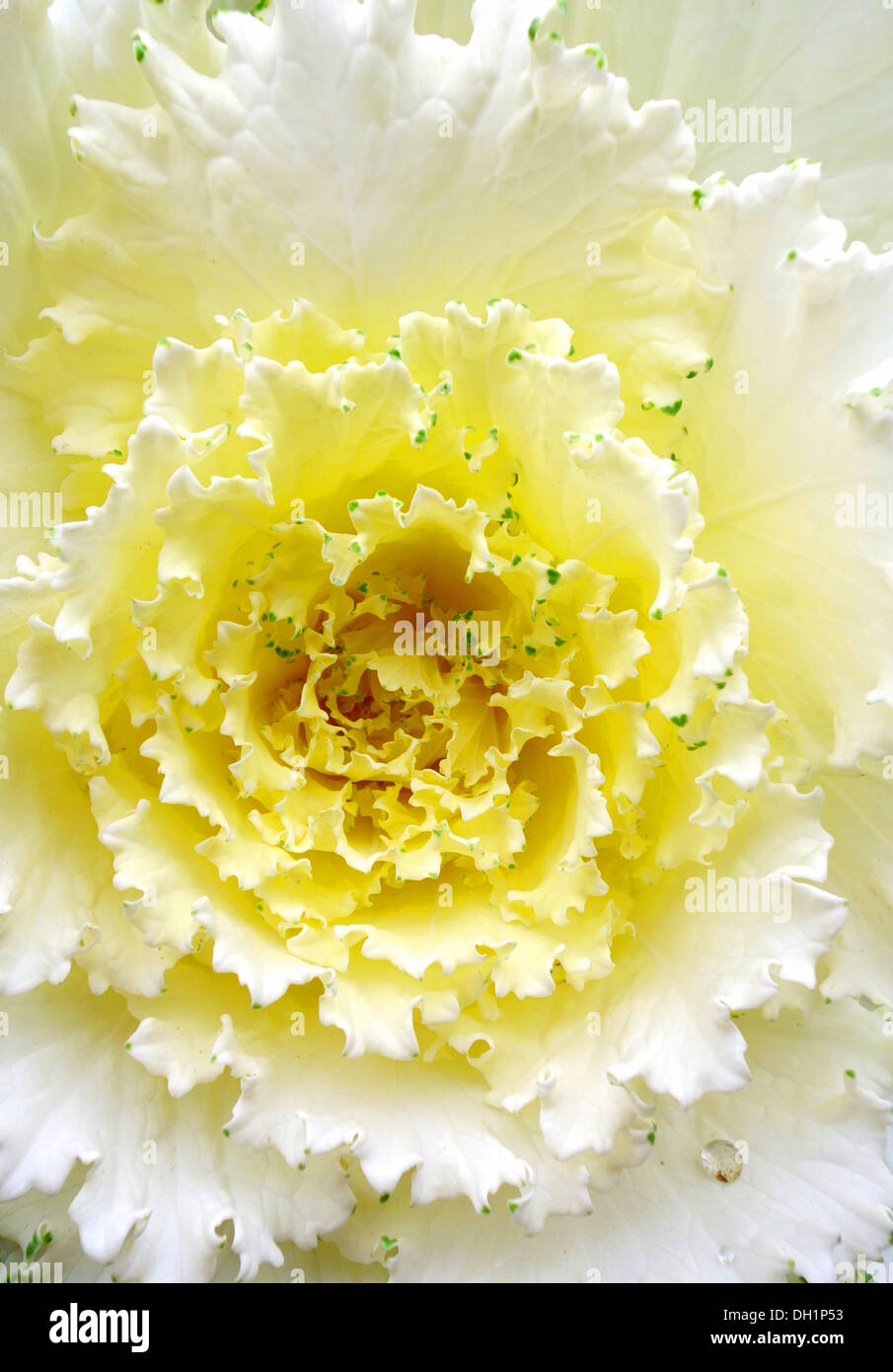 Cabbage flower hi-res stock photography and images - Alamy