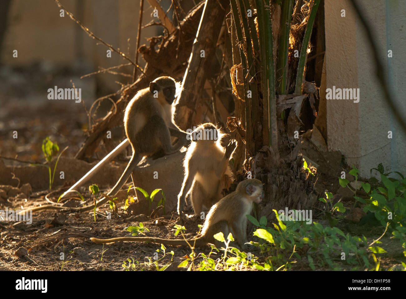 Small group of monkeys playing in backlit sun Stock Photo - Alamy
