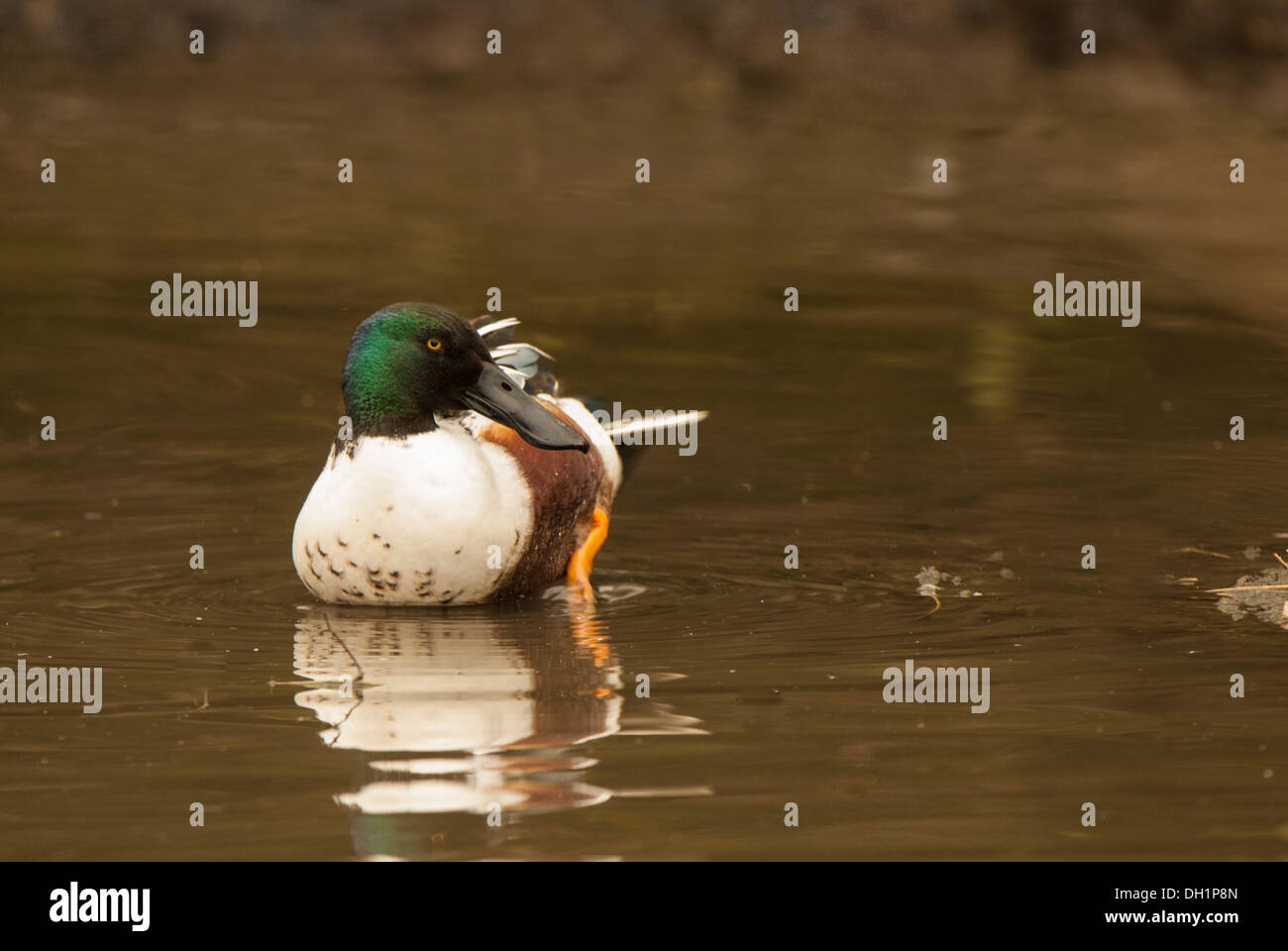 Male Shoveler stood left of frame in water Stock Photo - Alamy