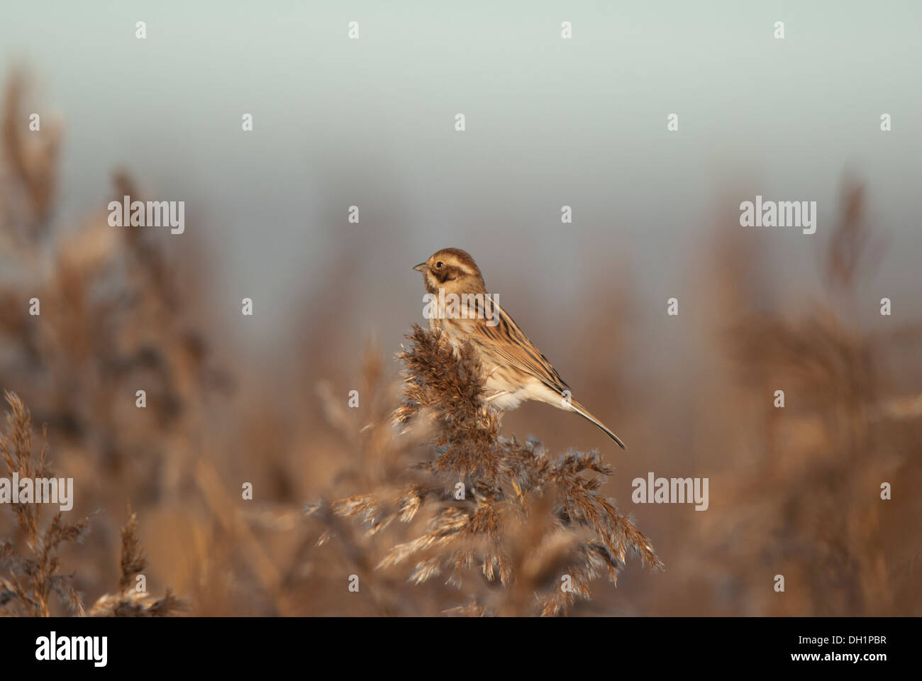 Female reed bunting perched hi-res stock photography and images - Alamy