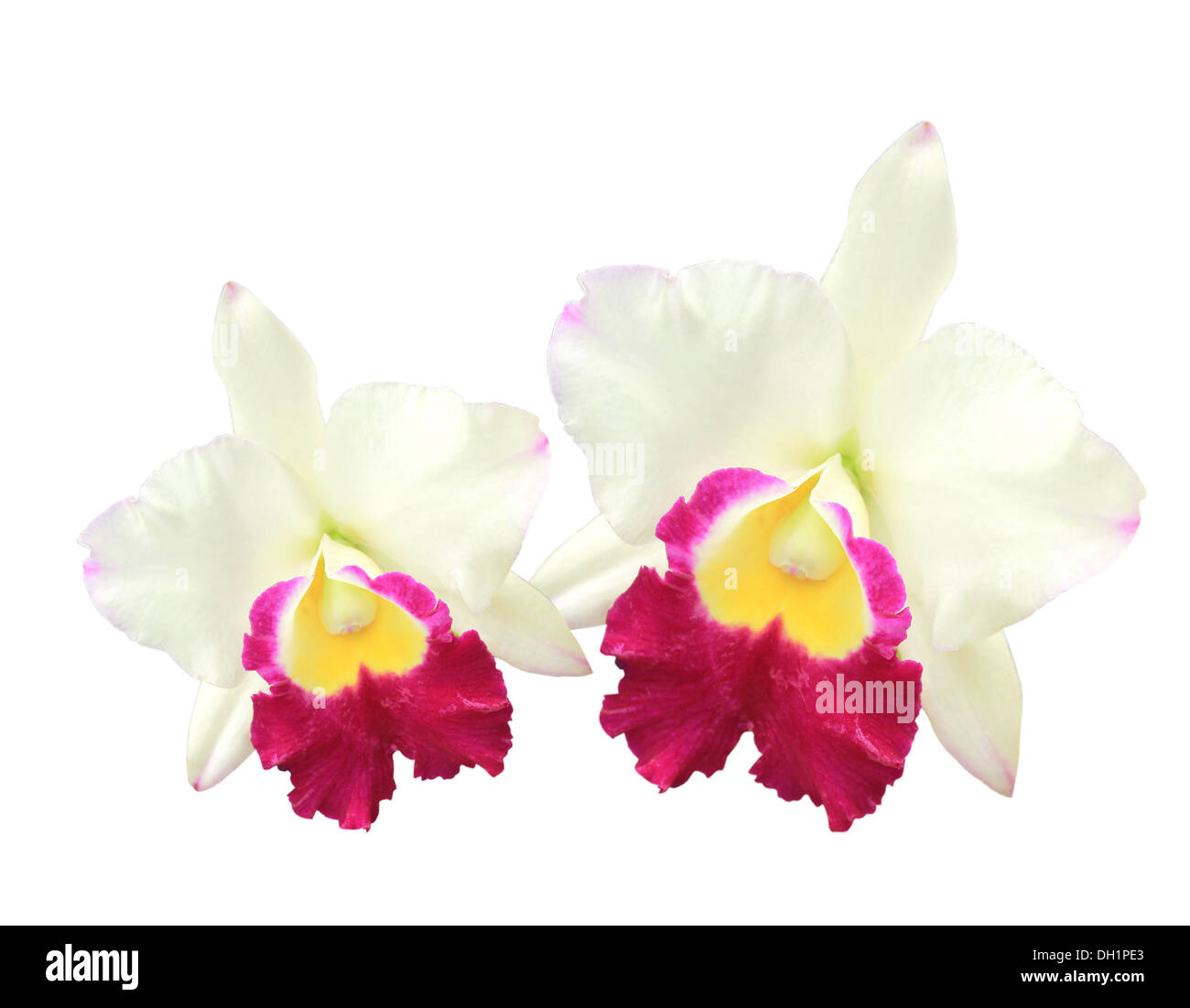 White Cattleya orchid isolated on white background Stock Photo - Alamy