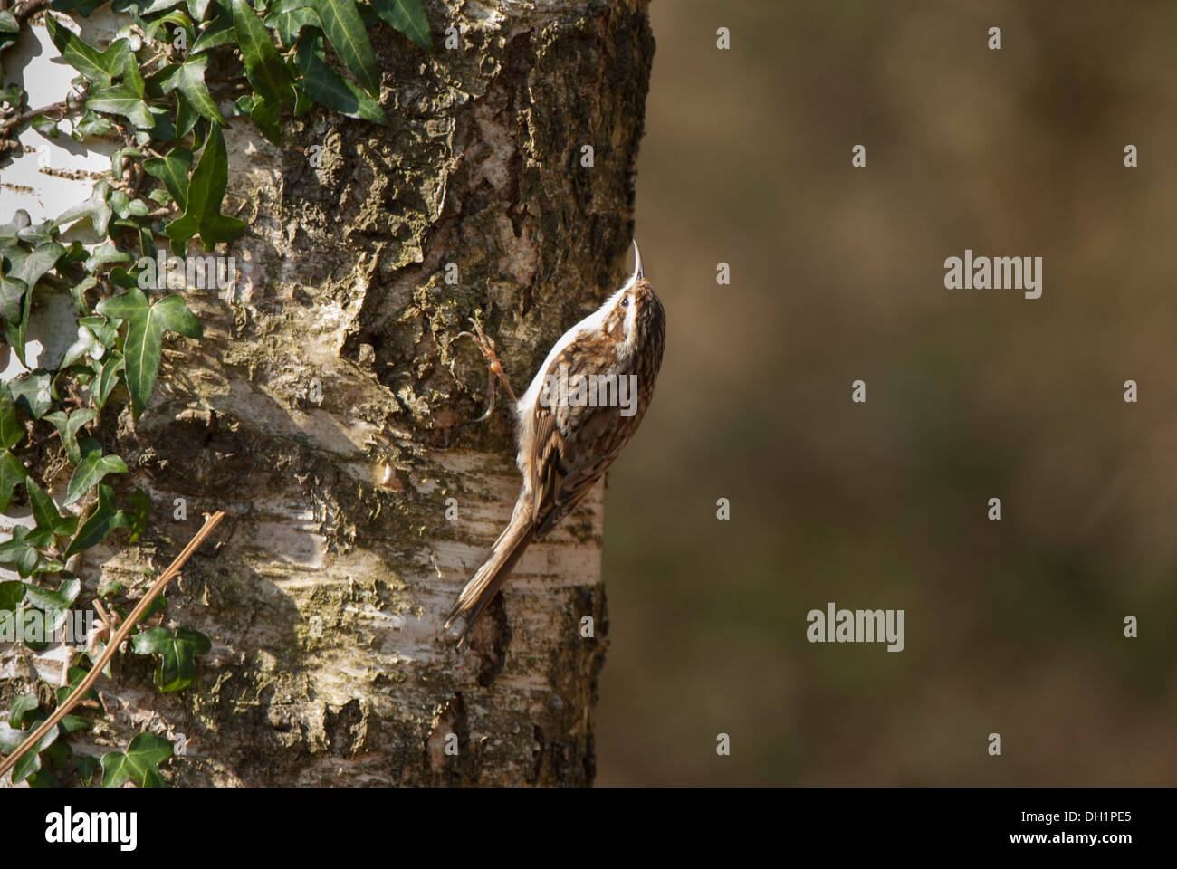 Tree creeper travelling up tree bough Stock Photo - Alamy