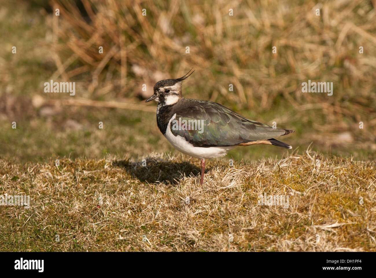Adult bird on grass Stock Photo - Alamy