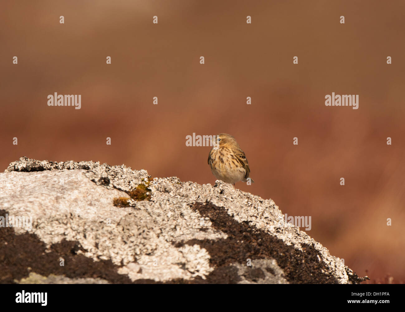 Small bird perches in sun on lichen-covered rock Stock Photo - Alamy