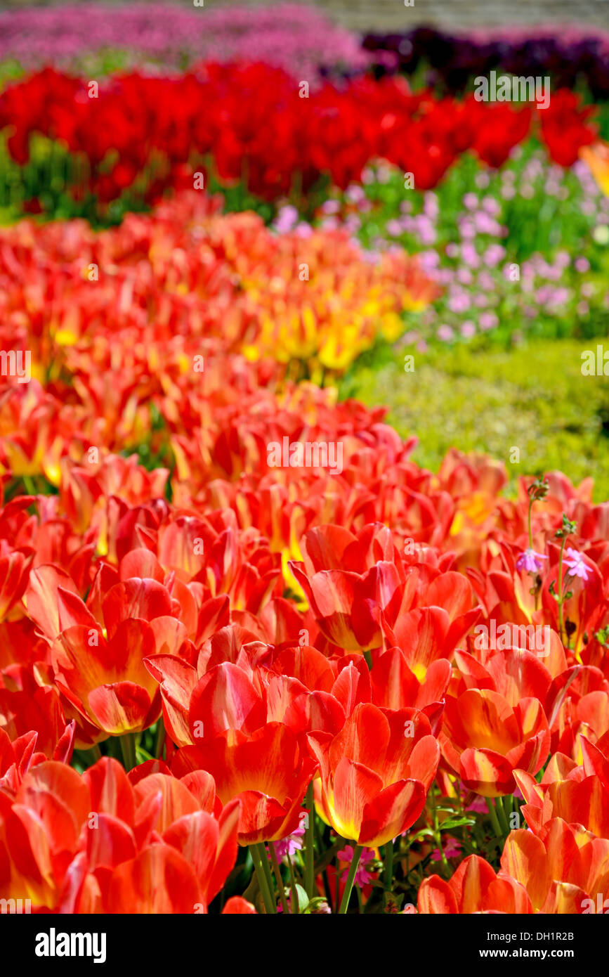 Botanical beautiful hi-res stock photography and images - Alamy