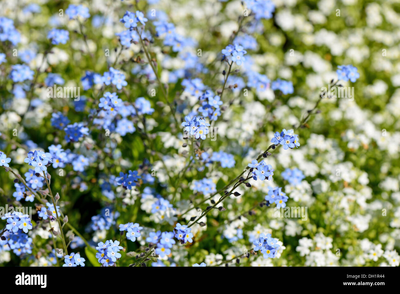 Beautiful spring background from flowers Stock Photo - Alamy