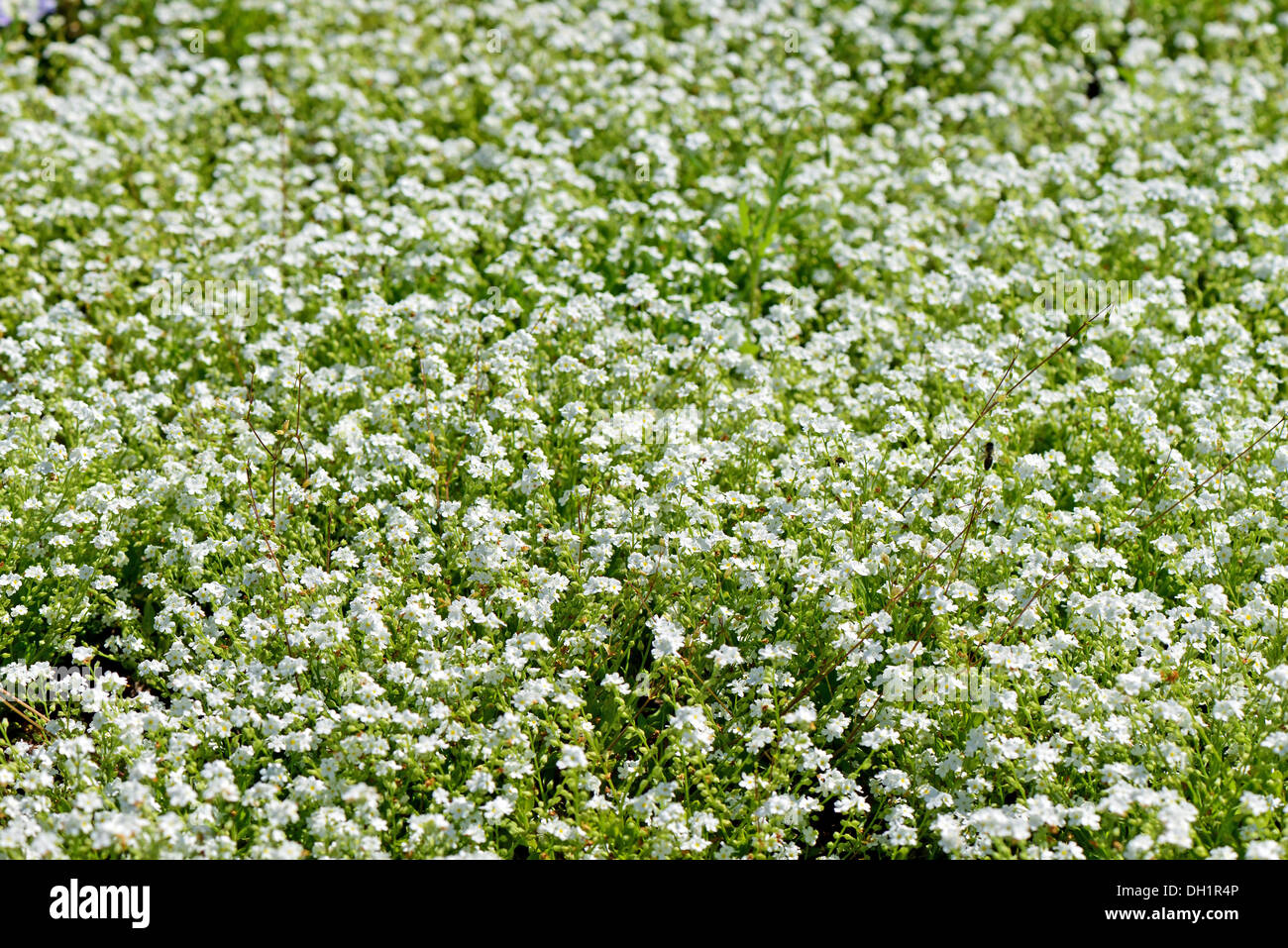 Beautiful spring background from flowers Stock Photo - Alamy