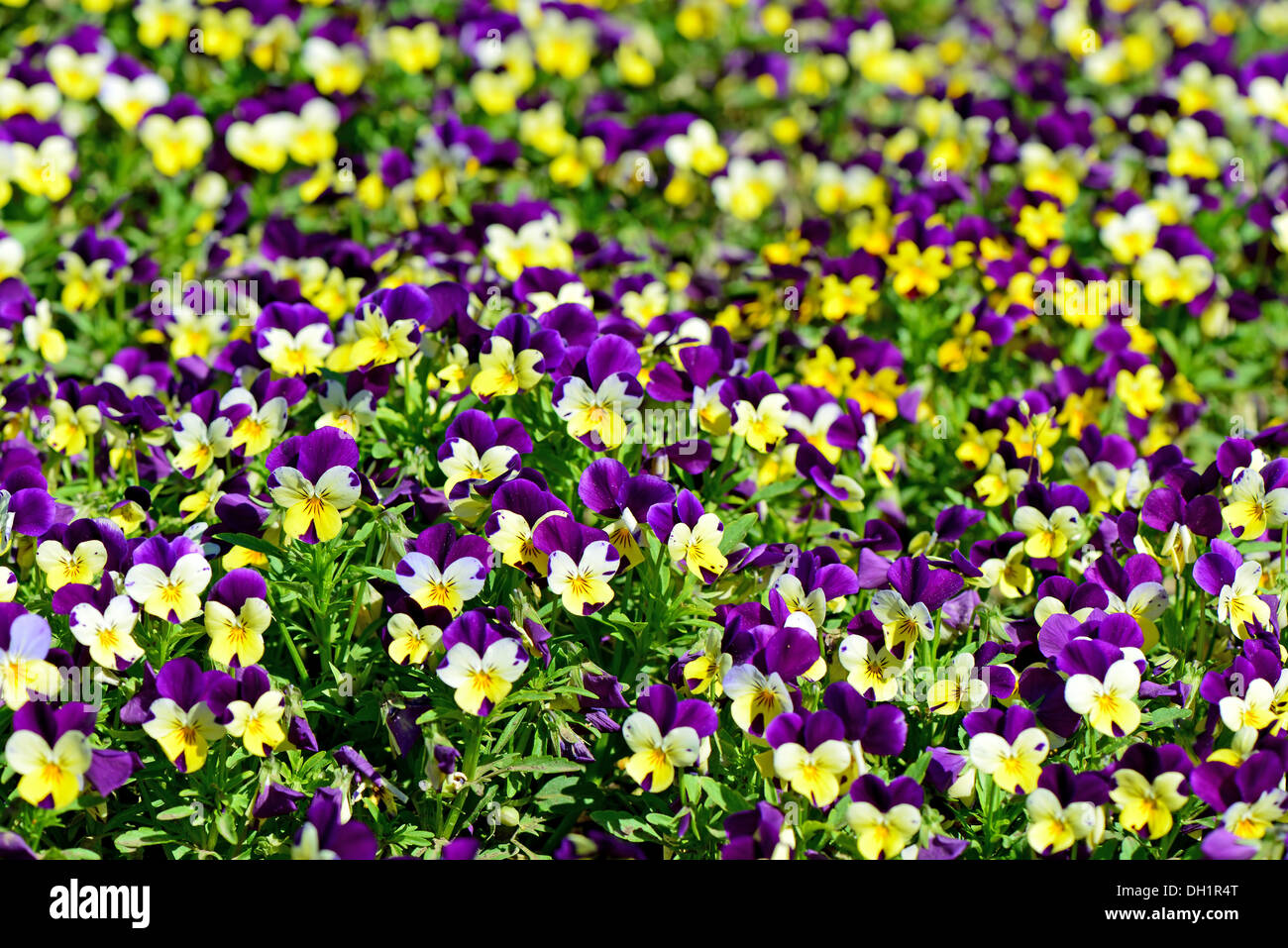 Beautiful spring background from flowers Stock Photo - Alamy