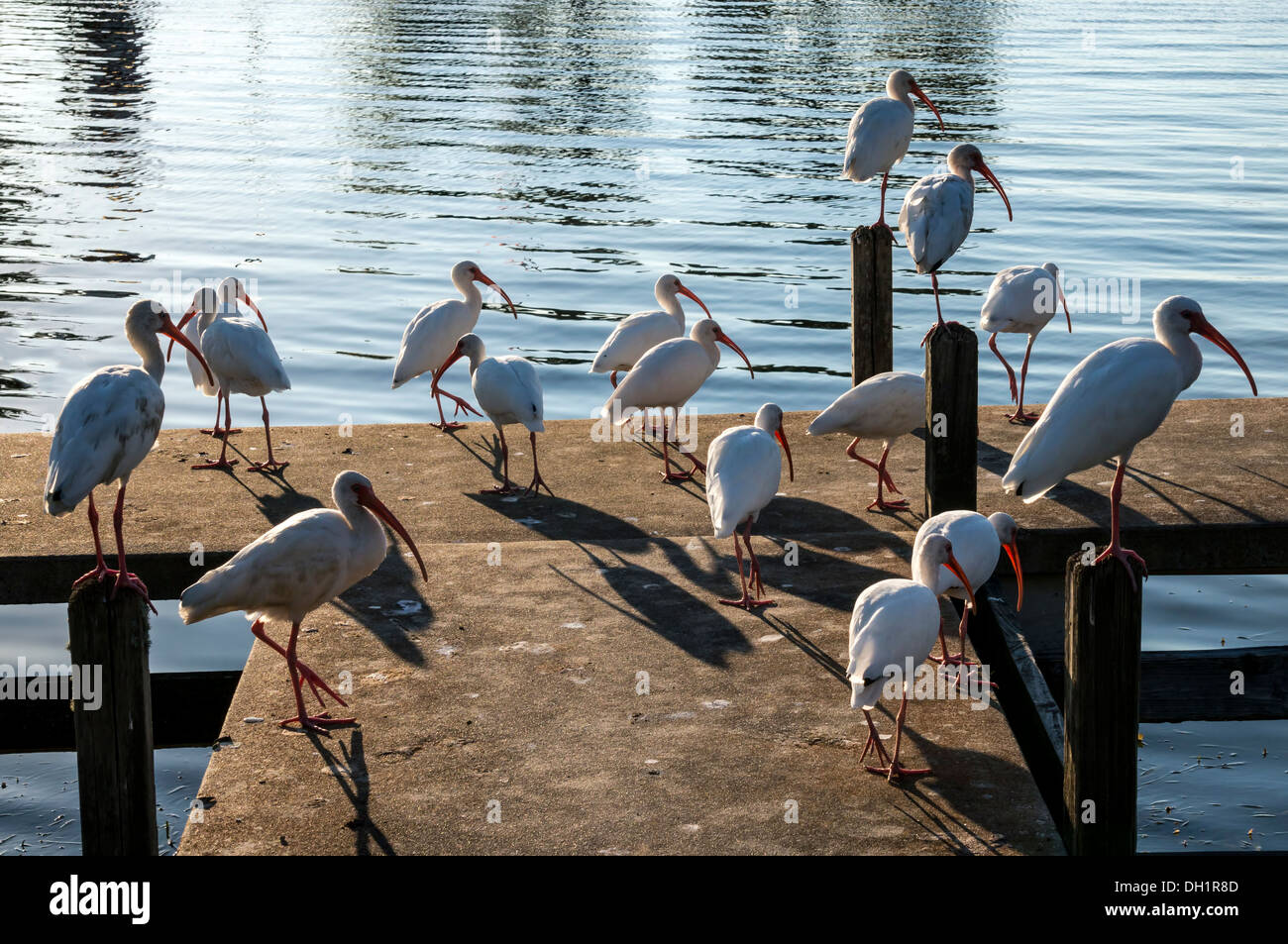 Ibises hi-res stock photography and images - Alamy