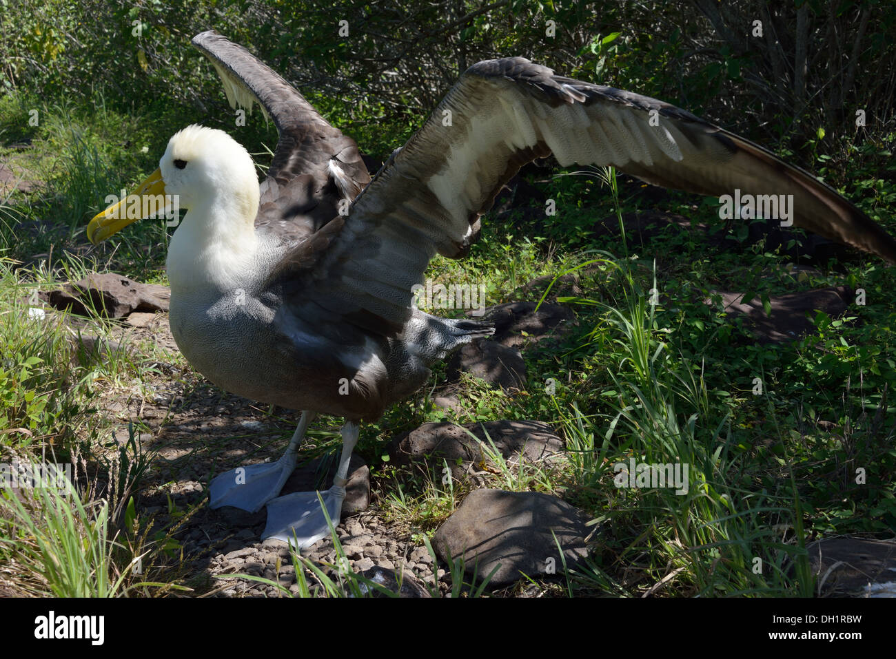 Waved albatross on Espanola island Galapagos Stock Photo - Alamy