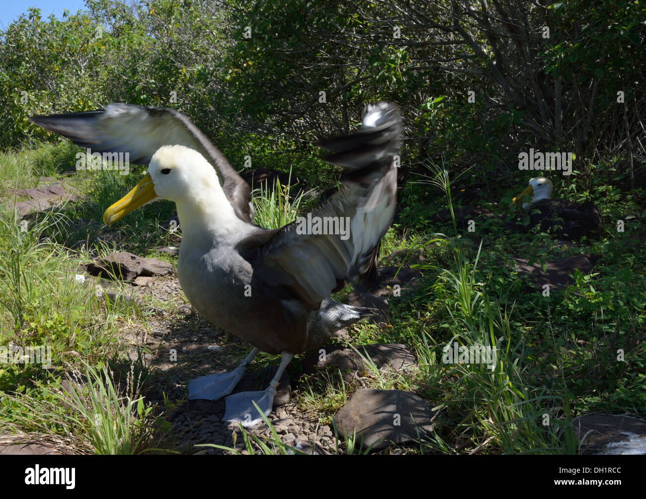 Waved albatross on Espanola island Galapagos Stock Photo - Alamy